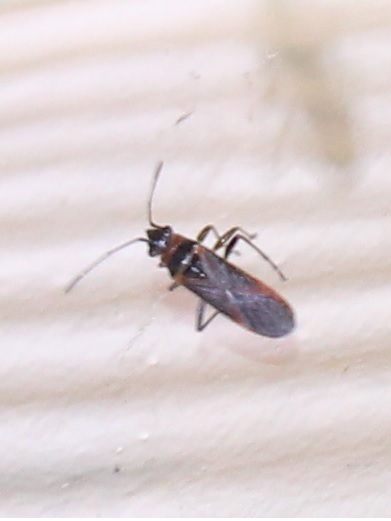 Swan plant seed bug from Smiths Lake NSW 2428, Australia on December 28 ...