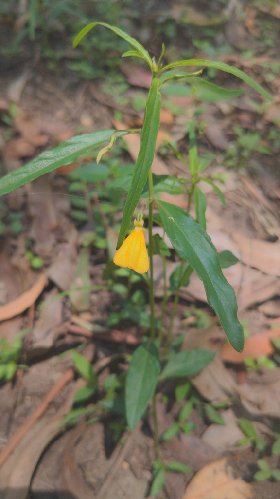 spade flower from Redbank Creek QLD 4312, Australia on December 29 ...