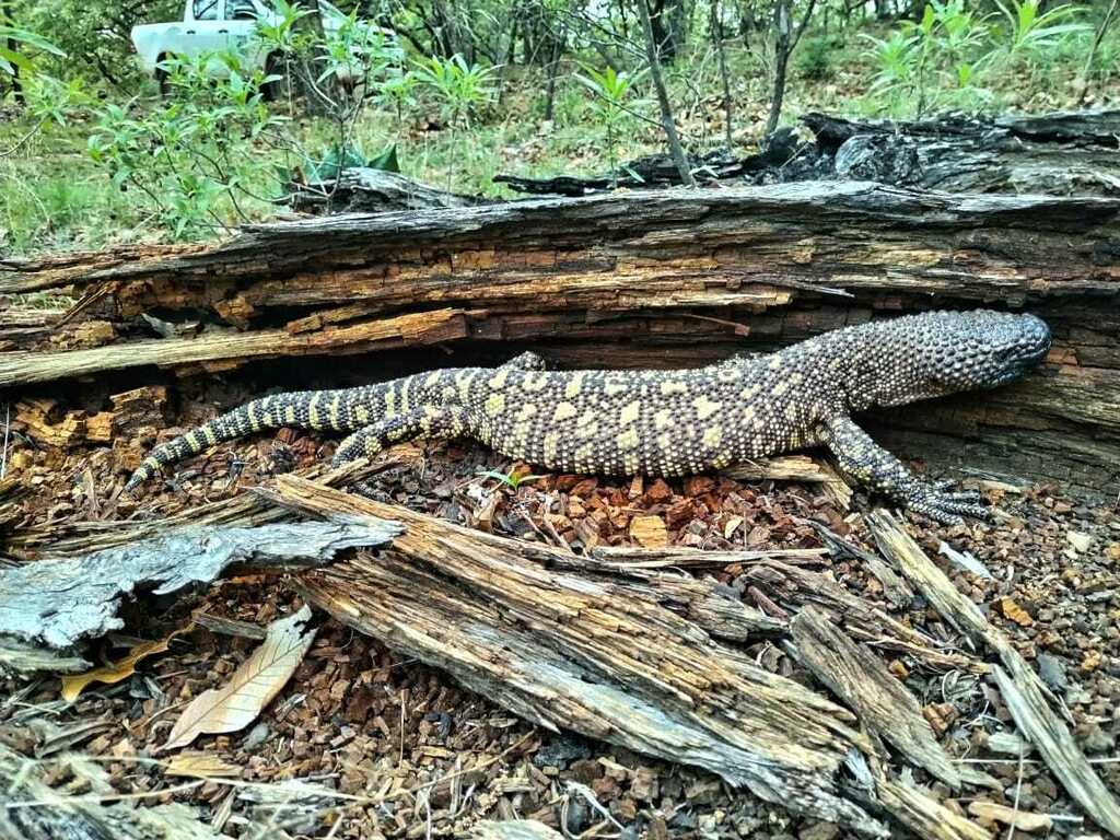 Rio Fuerte Beaded Lizard from Alamos, Son., México on July 21, 2023 at ...