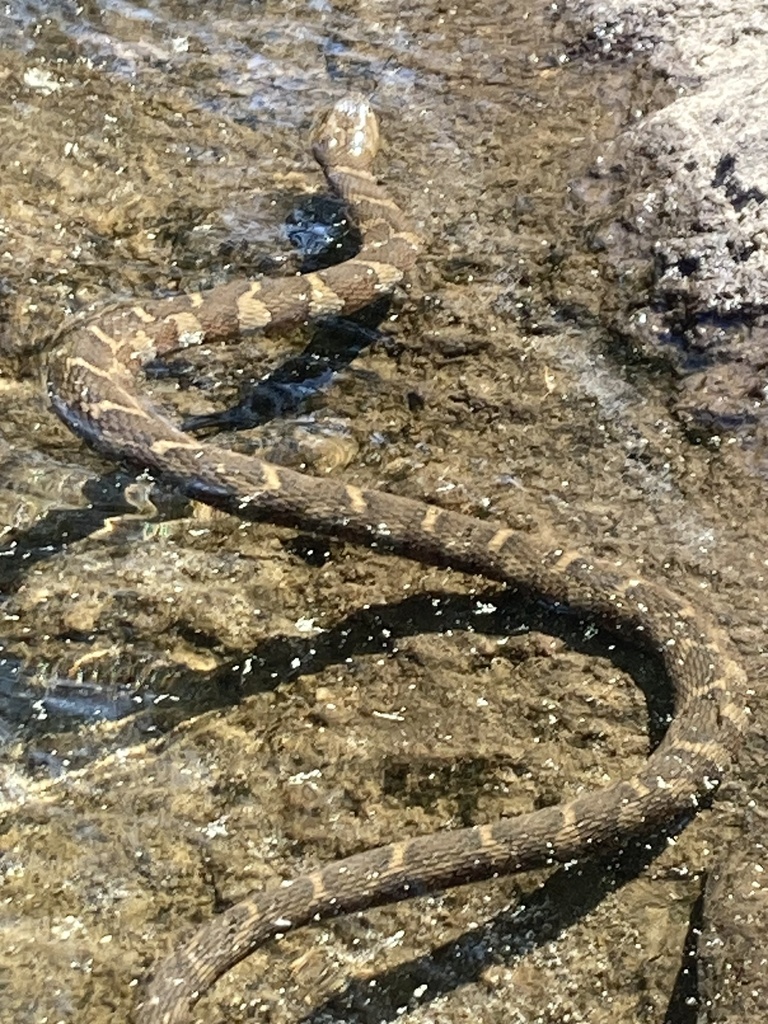 Common Watersnake from Gansevoort, NY, US on May 31, 2023 at 01:48 PM ...