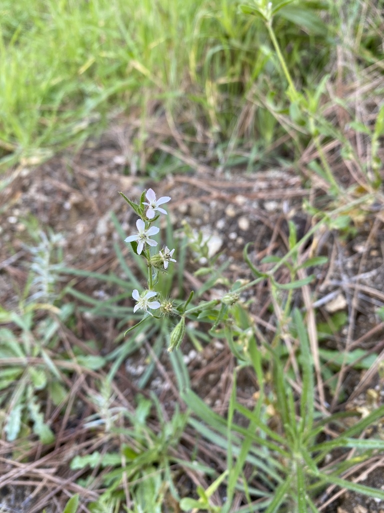 Small-flowered Catchfly from Angeles National Forest, Pasadena, CA, US ...