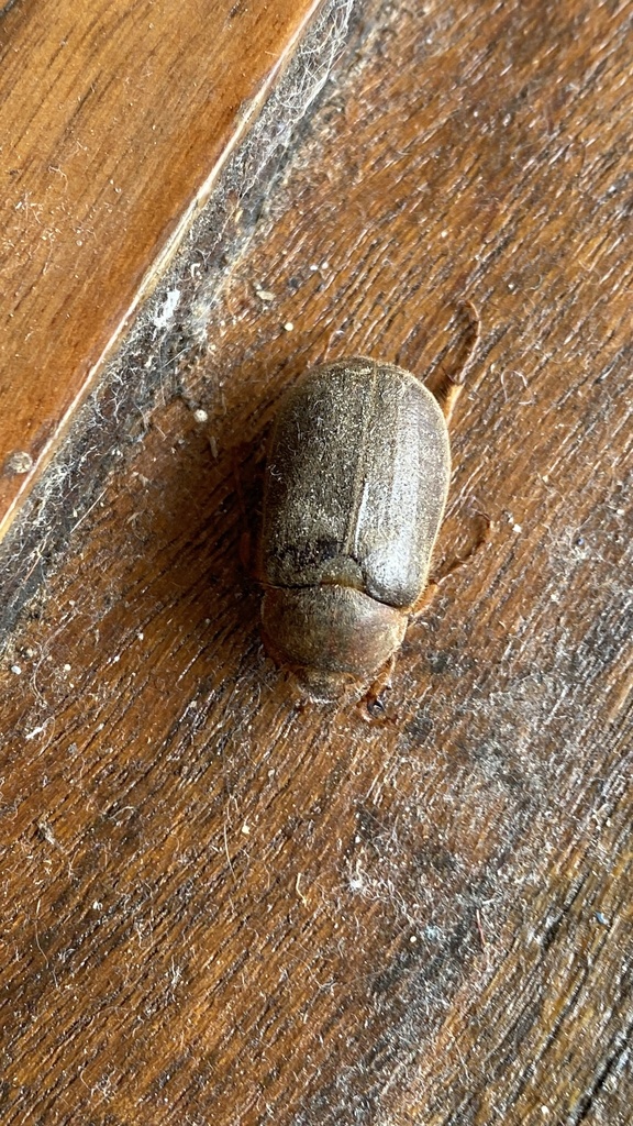 Scarabs from Schnapper Point Dr, Mallacoota, VIC, AU on December 29 ...