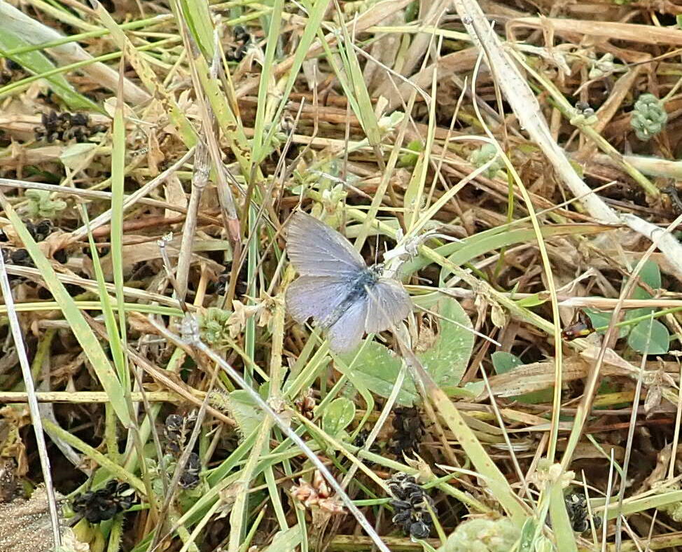 Lesser Grass Blue from Foxton Beach, New Zealand on December 29, 2023 ...