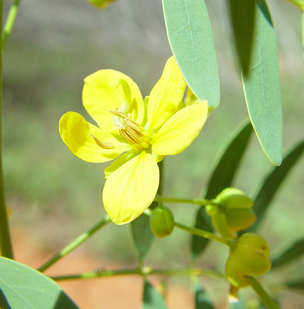 Senna costata from Broome WA, Australia on February 6, 2005 by ...