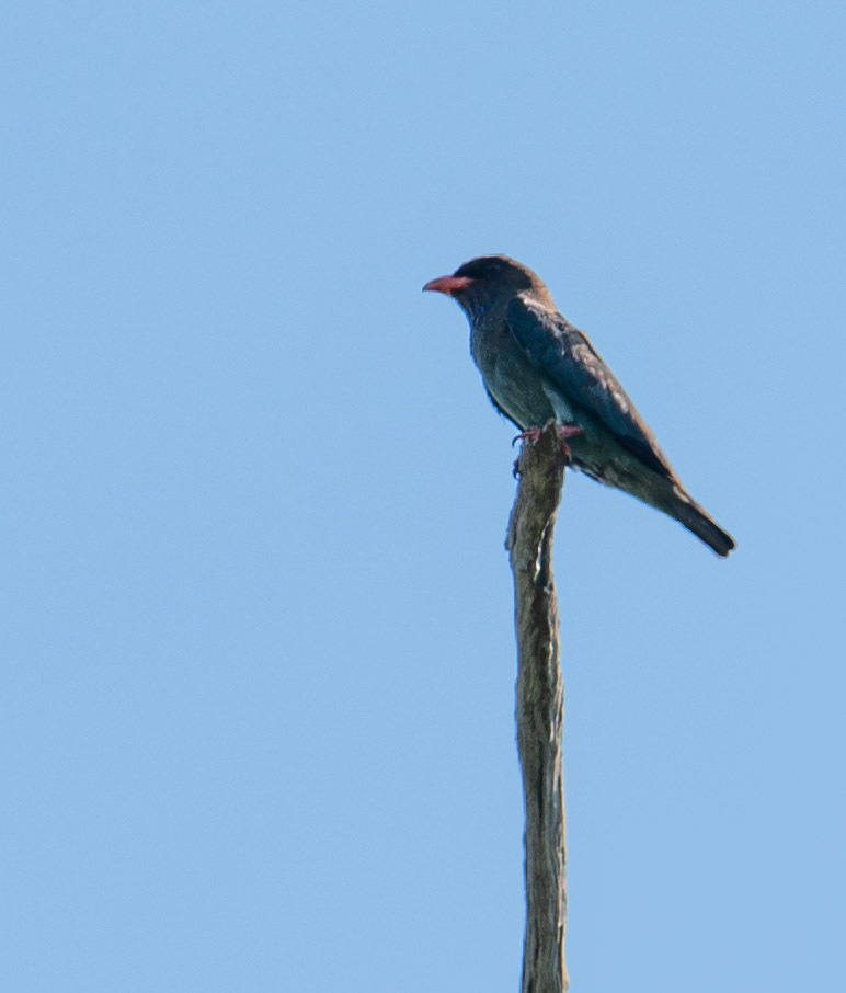 Dollarbird from Mount Crosby QLD 4306, Australia on December 29, 2023 ...