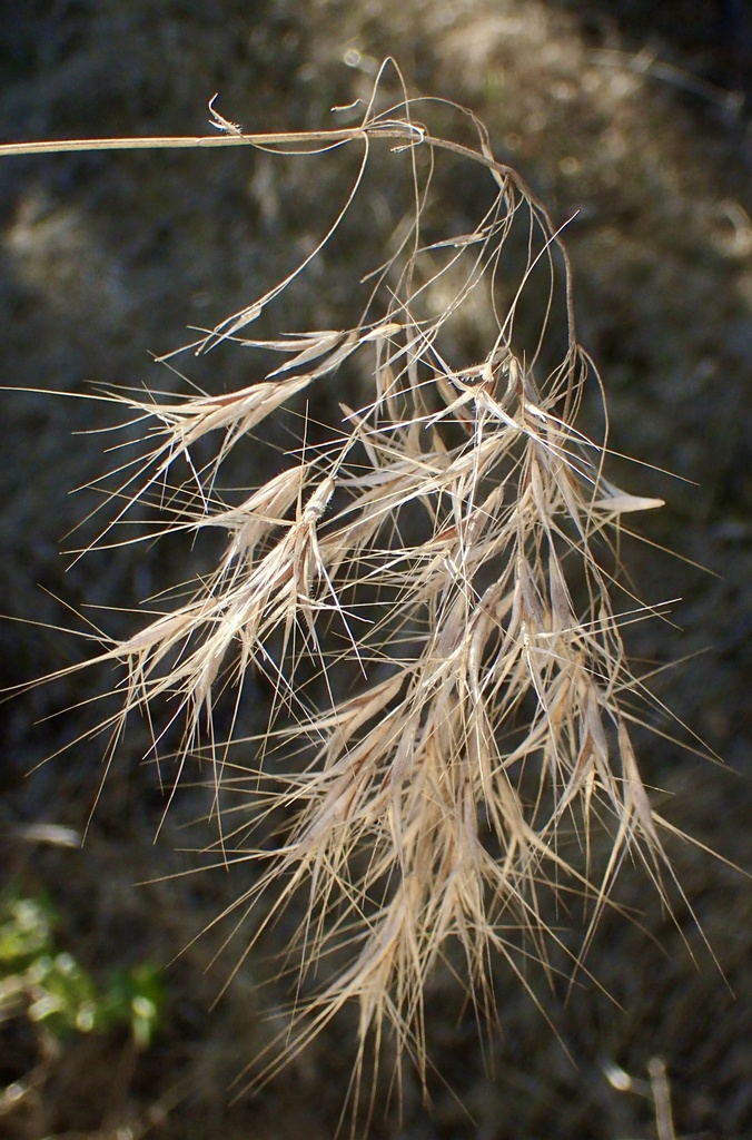 Cheatgrass from Cleveland National Forest, Lake Elsinore, CA, US on ...