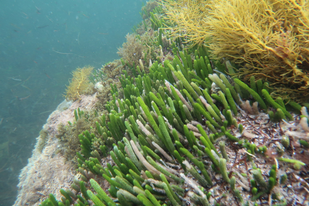 Sea Rimu from Carrickalinga Cliffs on December 28, 2023 at 02:00 PM by ...