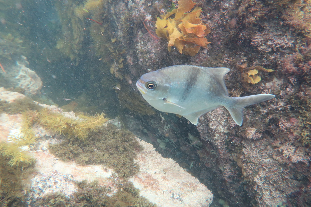 Sea Sweep from Carrickalinga Cliffs on December 28, 2023 at 02:13 PM by ...