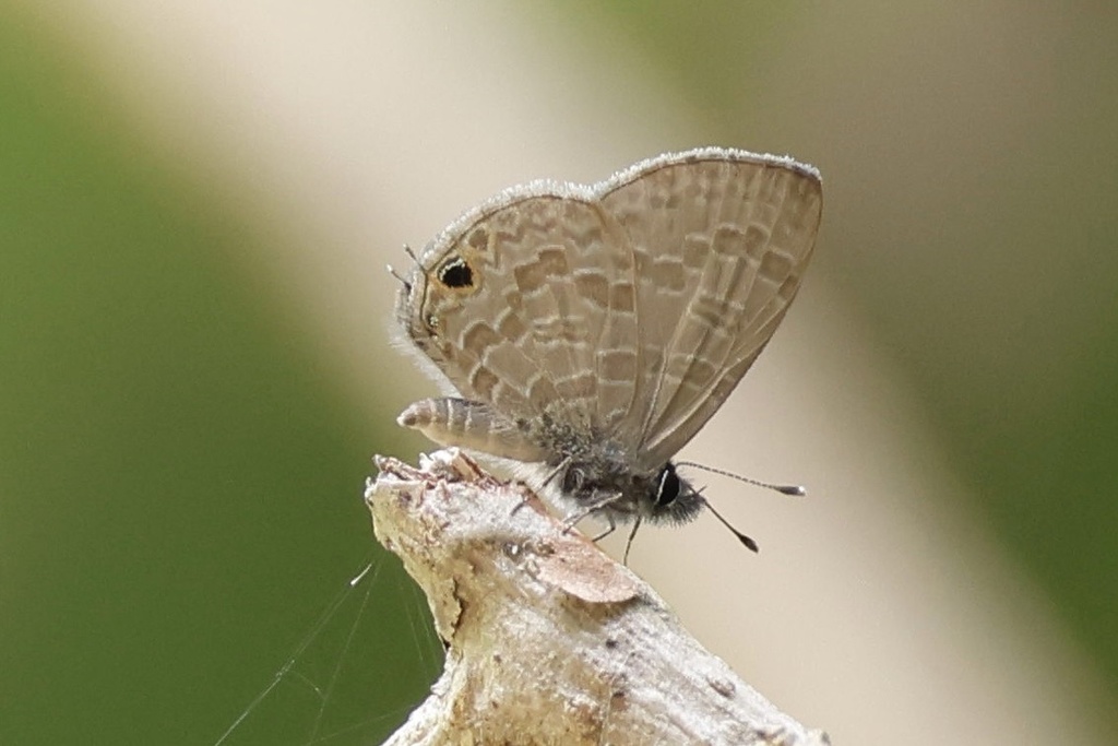 Common Line Blue from Lake Morris Rd, Kanimbla, QLD, AU on December 29 ...