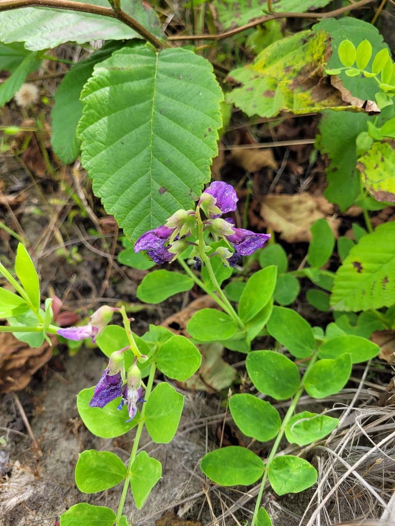 seaside pea from Grayland Beach State Park on August 18, 2021 by Walter ...