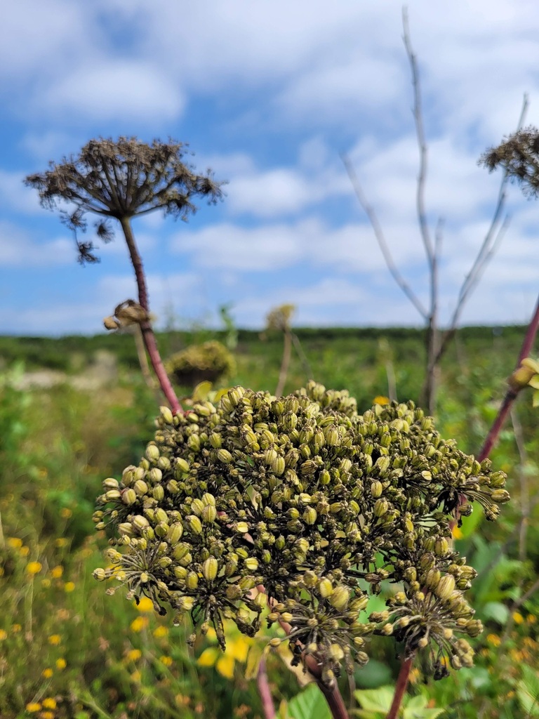 sea-watch from Grayland Beach State Park on August 18, 2021 by Walter ...