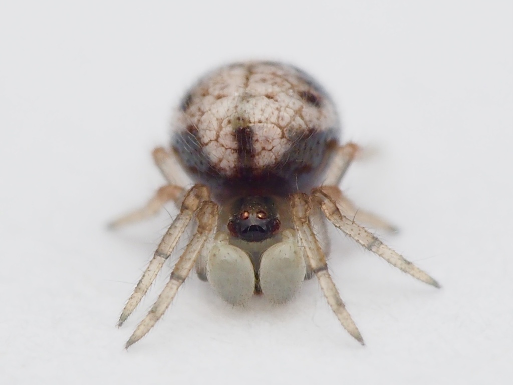 Hadrotarsinae from North Island, Kaeo, Northland, NZ on December 29 ...