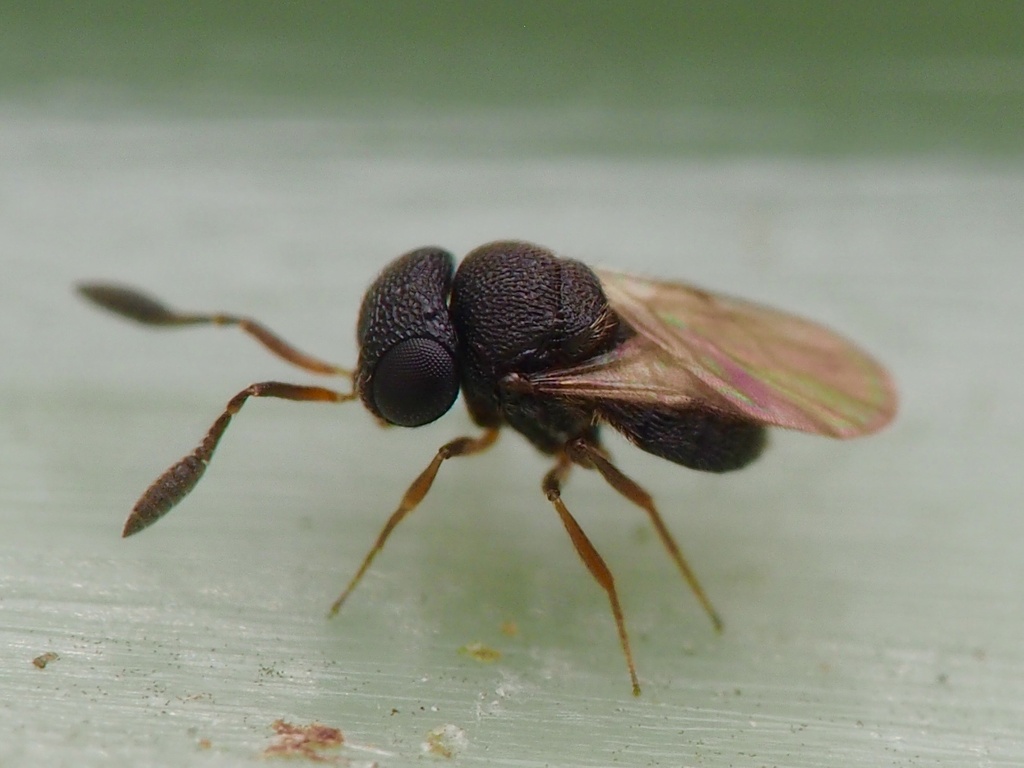 Gryon from North Island, Kaeo, Northland, NZ on December 28, 2023 at 02 ...