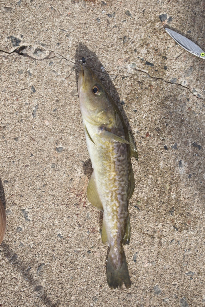 Cods and Haddocks from Prince, CA-PE, CA on October 1, 2016 at 02:05 PM ...