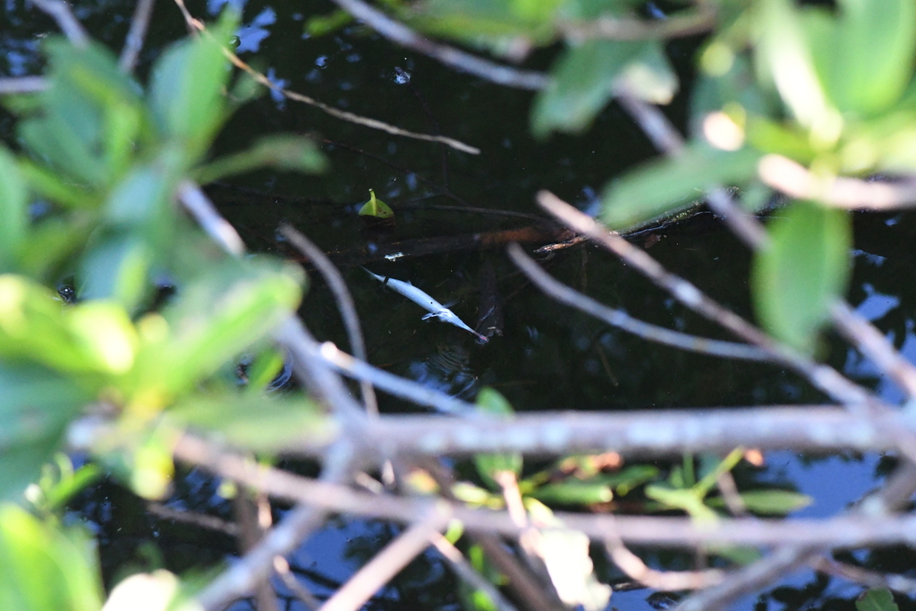 Redfin Needlefish from Punta Gorda, FL, USA on December 28, 2023 at 05: ...