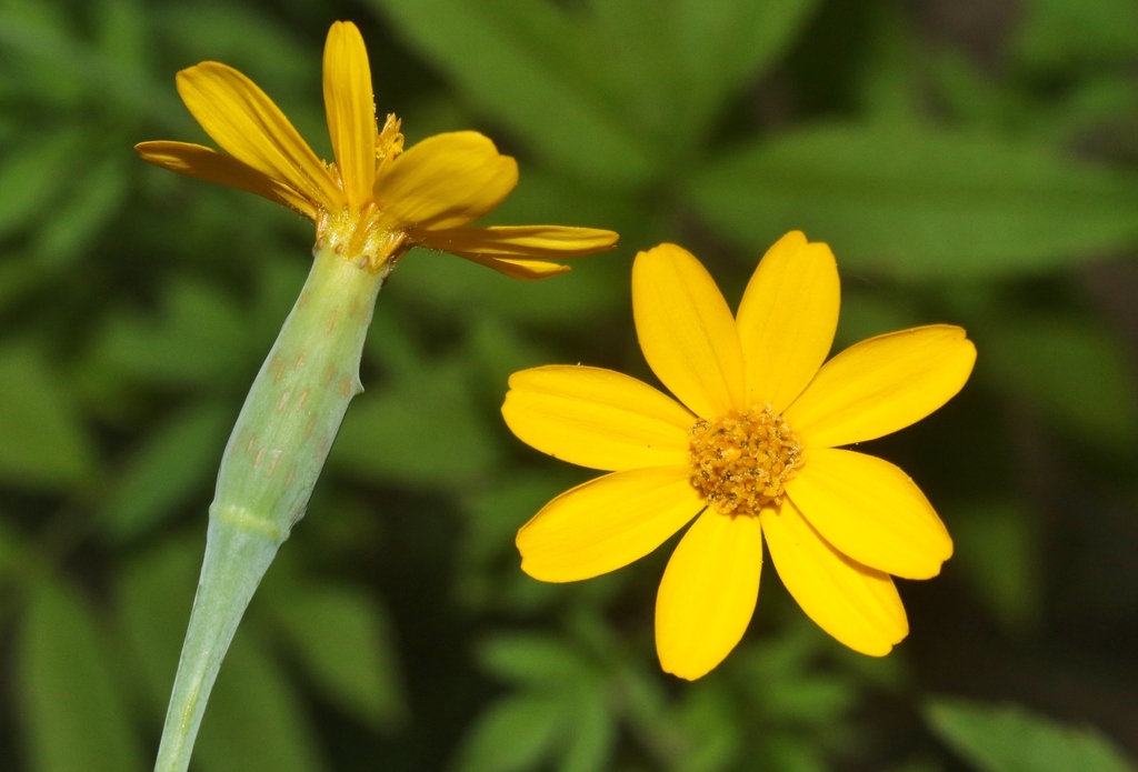Tagetes lacera from La Paz, BCS, Mexico on December 07, 2023 at 03:26 ...
