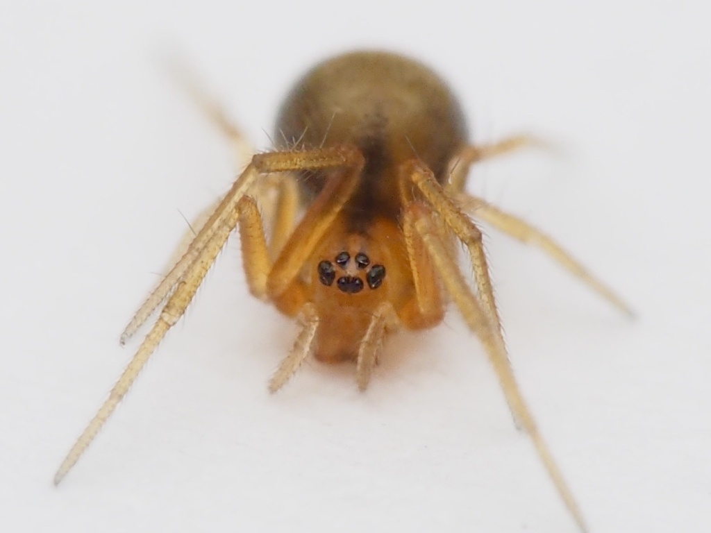 Sheetweb and Dwarf Weavers from North Island, Kaeo, Northland, NZ on ...