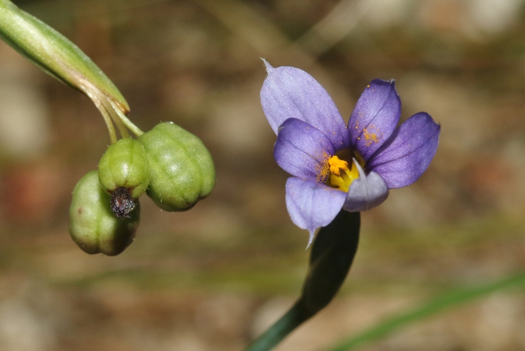 Sisyrinchium scabrum from La Paz, BCS, Mexico on December 7, 2023 at 05 ...