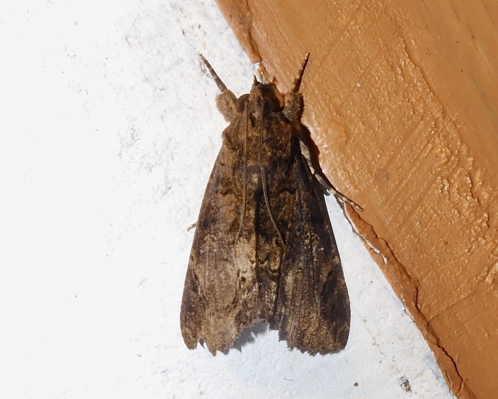Ercheia cyllaria from Udumbanchola, Idukki, KL, IN on December 10, 2023 ...