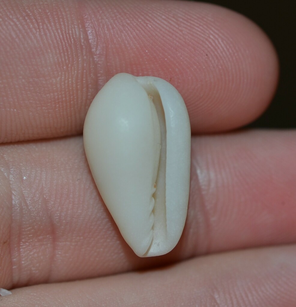 Prunum carneum from Broward County, FL, USA on December 18, 2023 at 12: ...