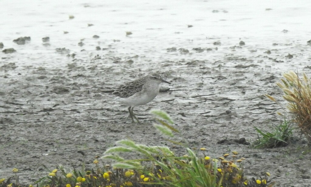 Sharp-tailed Sandpiper from Pipiroa, New Zealand on December 29, 2023 ...