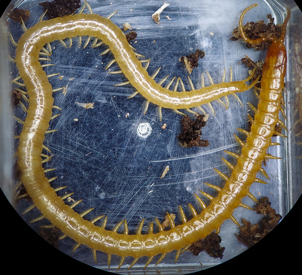 Geophilus cayugae from Giles County, VA, USA on December 5, 2023 at 04: ...