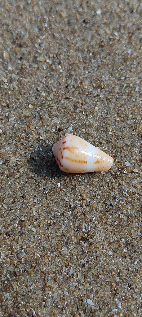 Bilious Cone from RCH8+9FM, Mangamari Peta, Kapuluppada, Andhra Pradesh ...