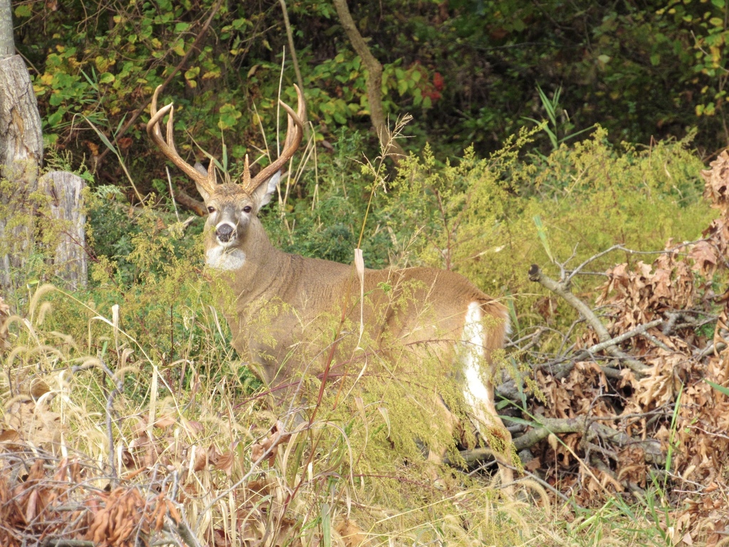 White-tailed Deer in November 2020 by Vinny Pellegrino · iNaturalist