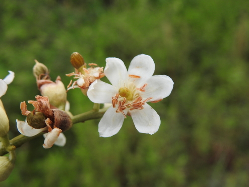 Aldina heterophylla · iNaturalist