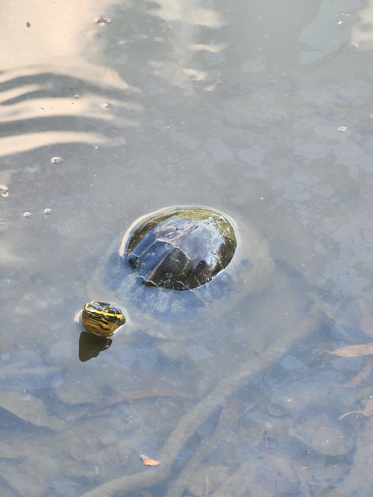 Domed Malayan Box Turtle in December 2023 by Алена · iNaturalist