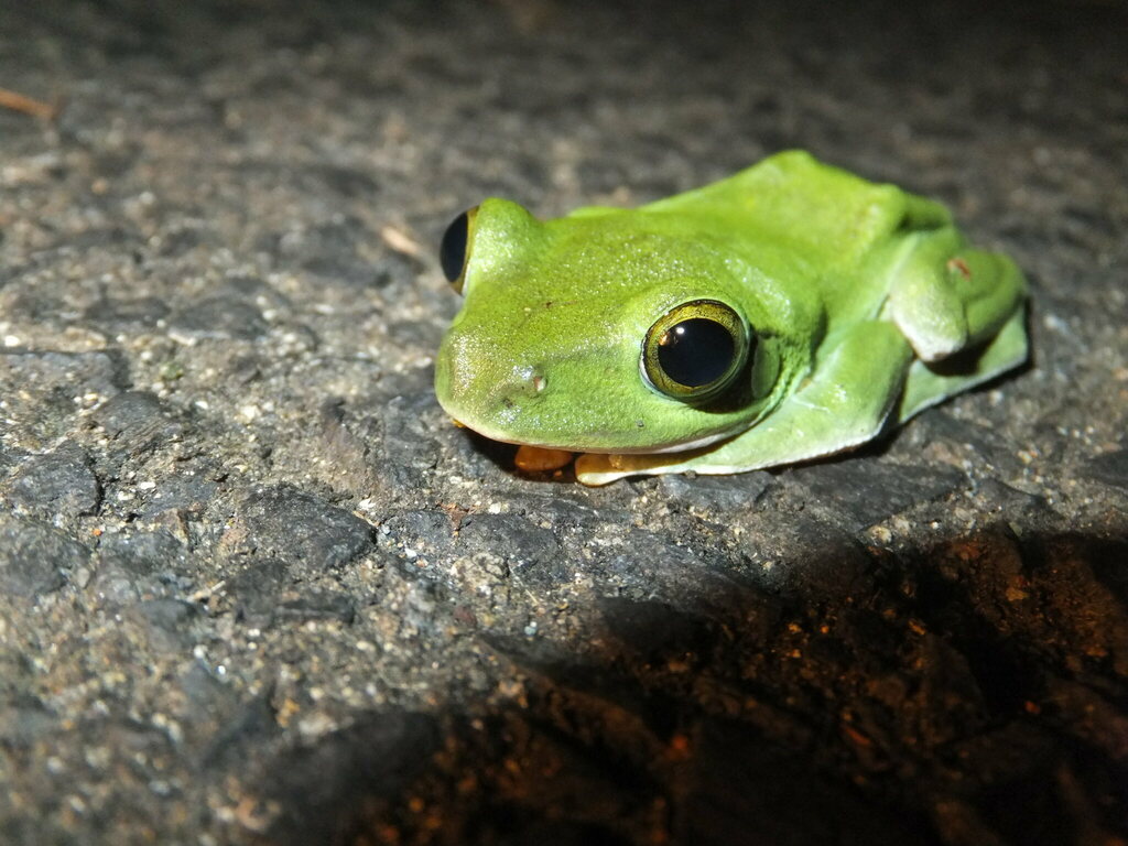 Amami Green Tree Frog in August 2013 by hakkahamushi · iNaturalist