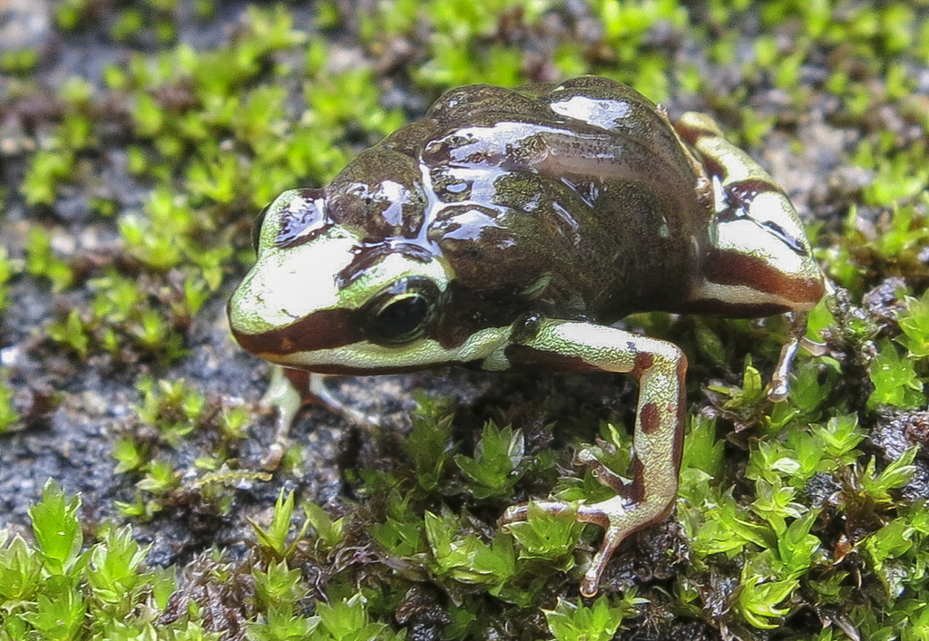 Anthony's Poison Arrow Frog in January 2014 by Jeanne Benioff. poison ...
