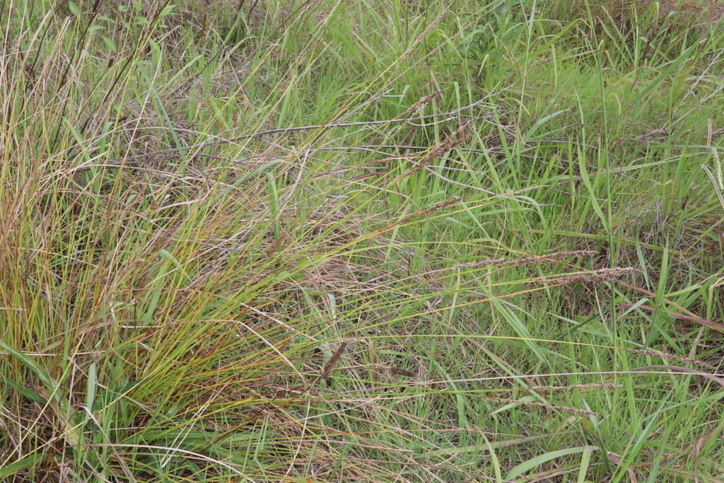 Southern Cutty Sedge from Sydney NSW, Australia on December 29, 2023 at ...