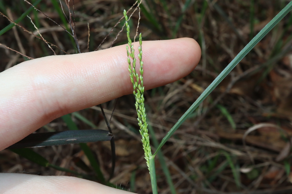 Small-flowered Finger Grass from Sydney NSW, Australia on December 29 ...