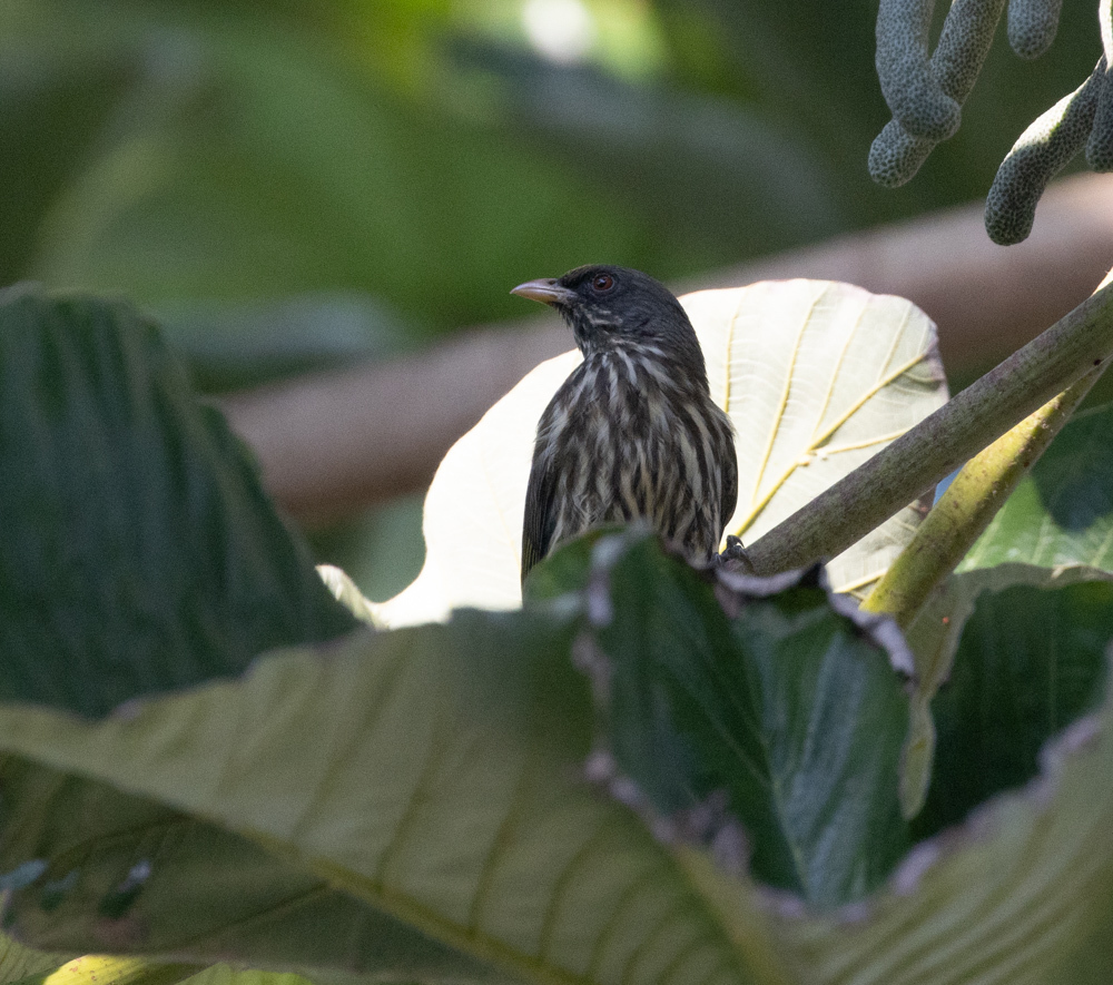 Palmchat from Centro Del Pueblo, 81000 Paraíso, Dominican Republic on ...
