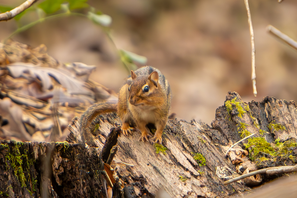 Eastern Chipmunk from Lullwater Preserve, Dekalb, US-GA on December 27 ...