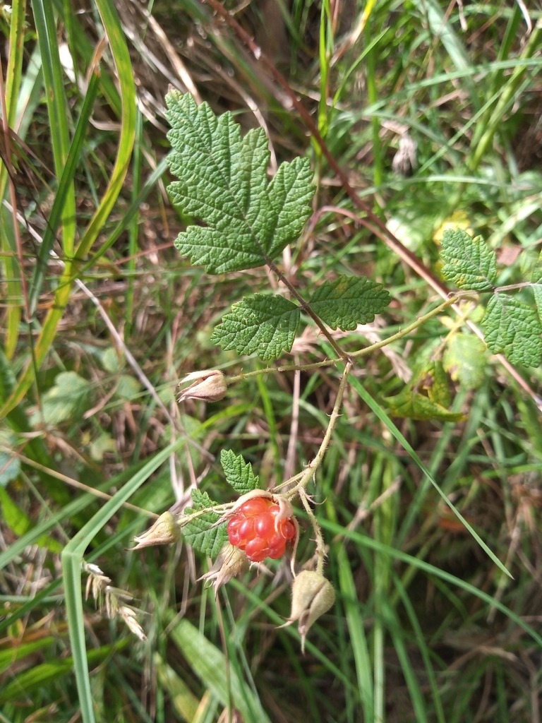 small-leaf bramble from Belgrave Heights VIC 3160, Australia on ...