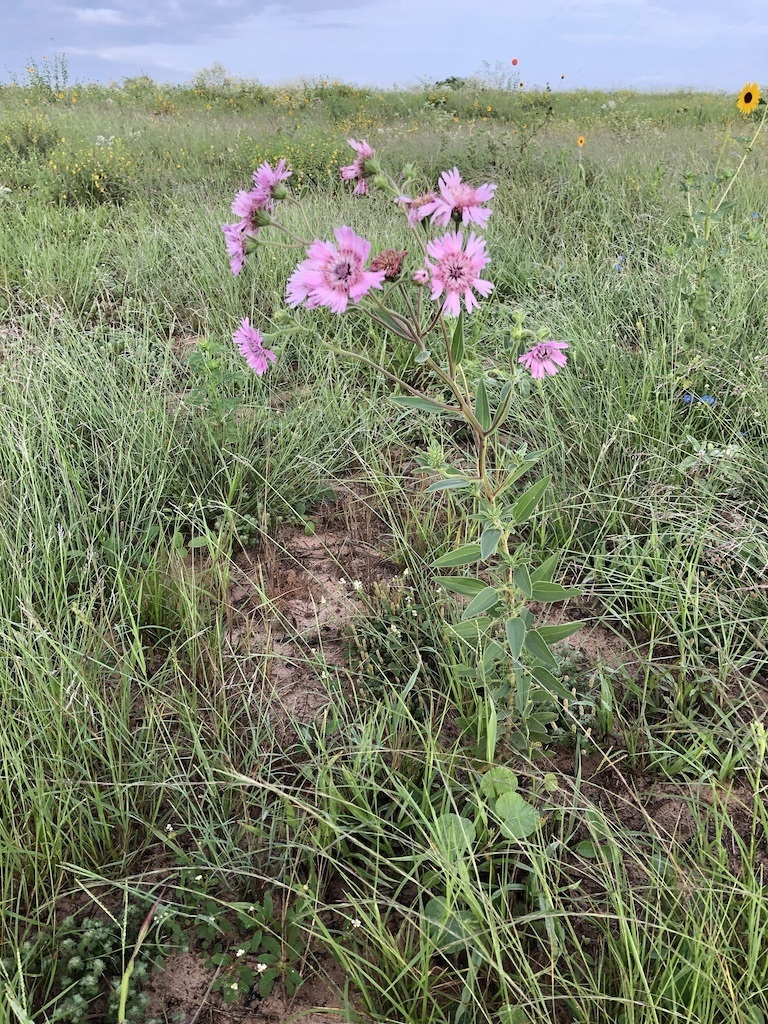 Sand Palafox from Brooks County, TX, USA on September 28, 2018 at 06:13 ...