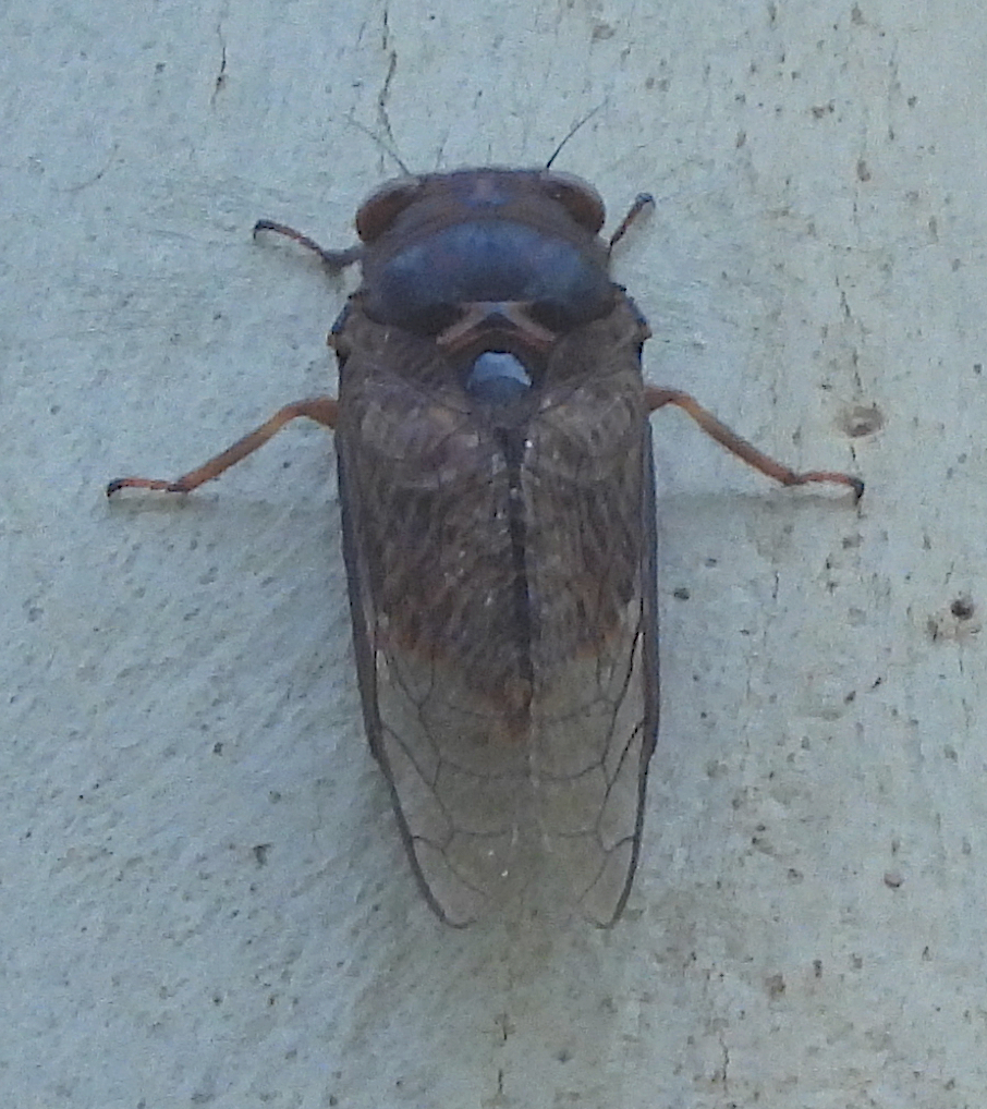 Black Tree-ticker from Ross Road Park, Upper Kedron QLD 4055, Australia ...