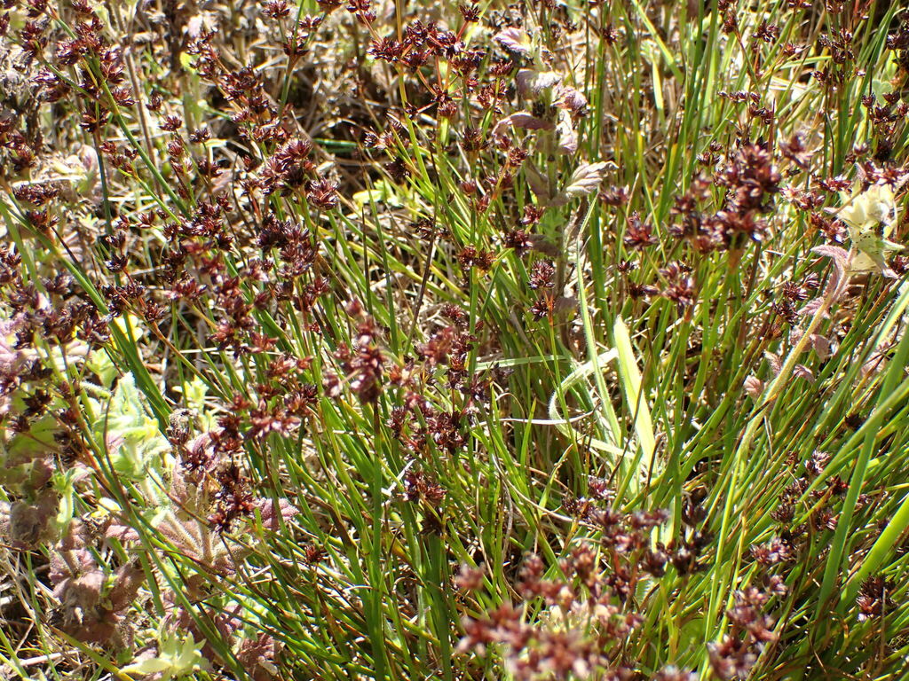 Jointed rush from Kaiapoi, New Zealand on December 29, 2023 at 11:17 AM ...