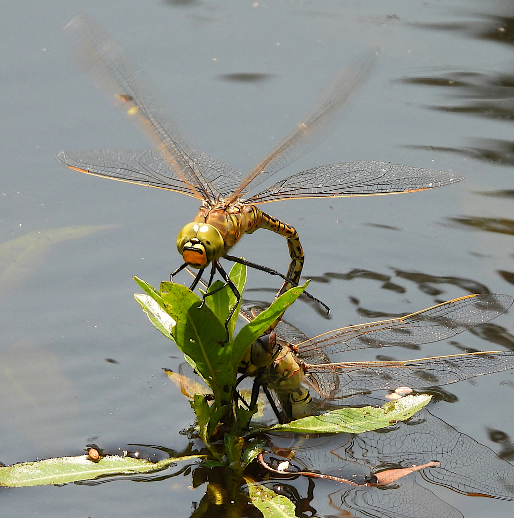 Australian Emperor from Whaminda Park, Ferny Hills, QLD, Australia on ...