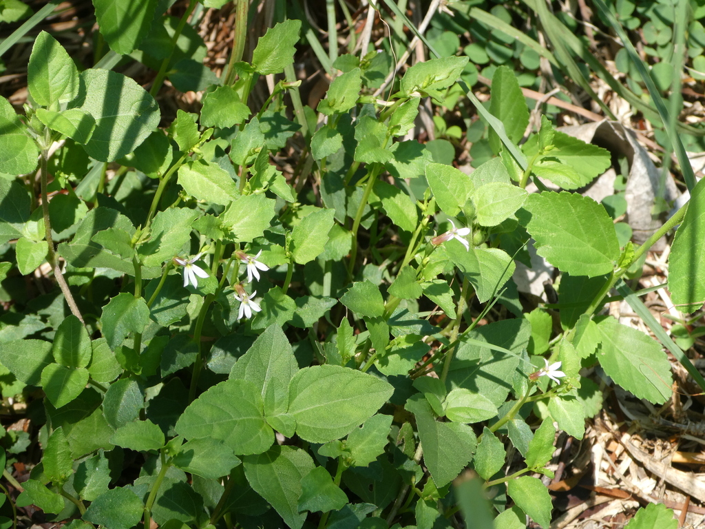 White Root from Brisbane QLD, Australia on December 29, 2023 at 09:41 ...