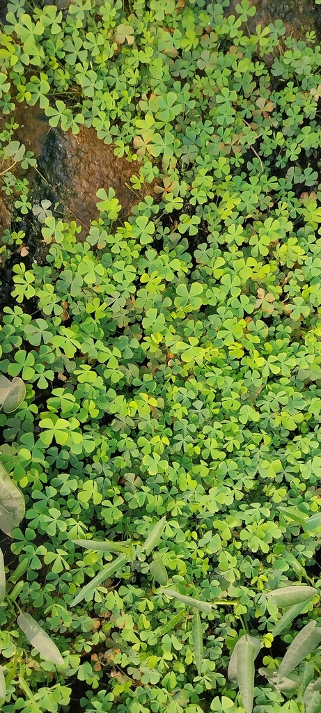 Helicopter Ferns from 7QQ6+MHJ, Kurudih, Korba, Chhattisgarh 495674 ...