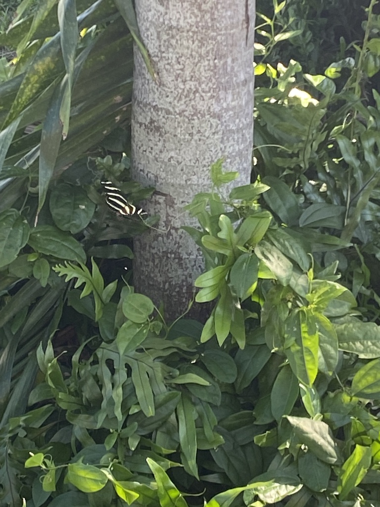 Zebra Longwing from SW 181st St, Miami, FL, US on December 27, 2023 at ...
