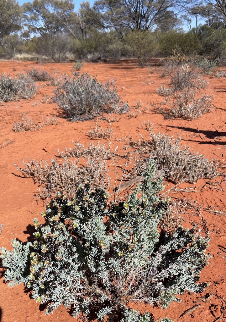 three-wing bluebush from Maralinga Tjarutja, SA 5690, Australia on ...