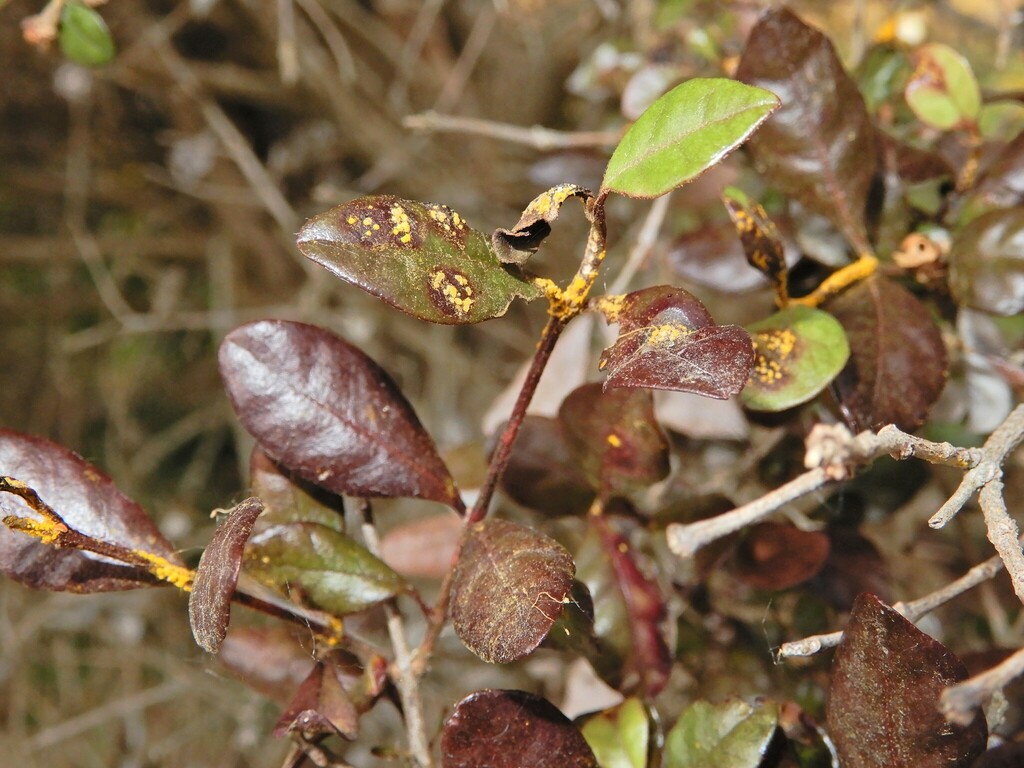 Myrtle Rust from Mangaweka, New Zealand on December 28, 2023 at 11:08 ...