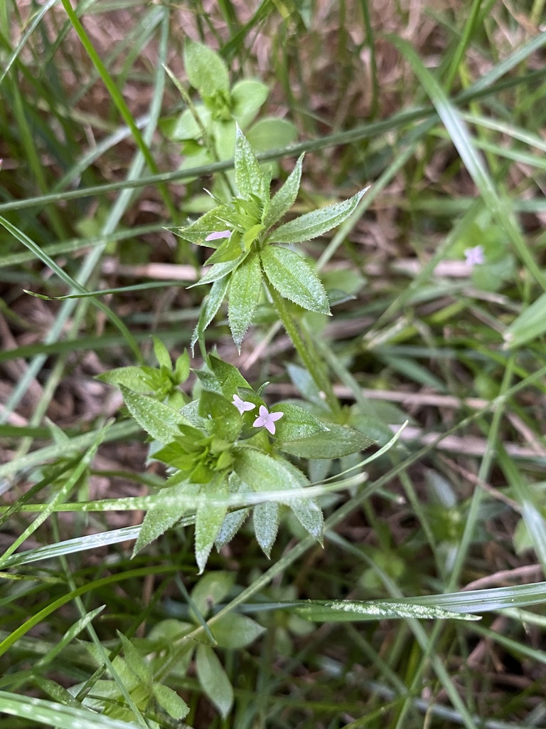 Field madder in December 2023 by Nathan Odgers · iNaturalist
