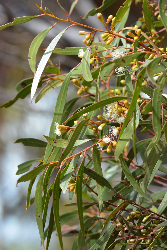 eucalyptus from Varley WA 6355, Australia on August 29, 2023 at 12:29 ...