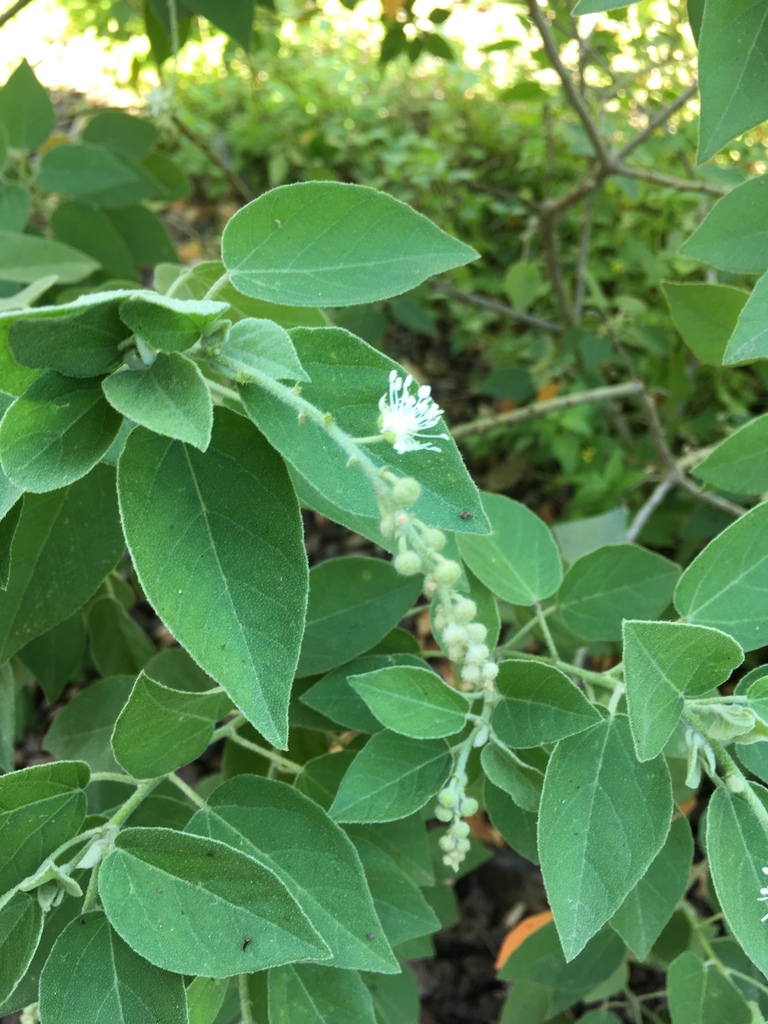 Pepperbush (Croton humilis) - Botanical Realm