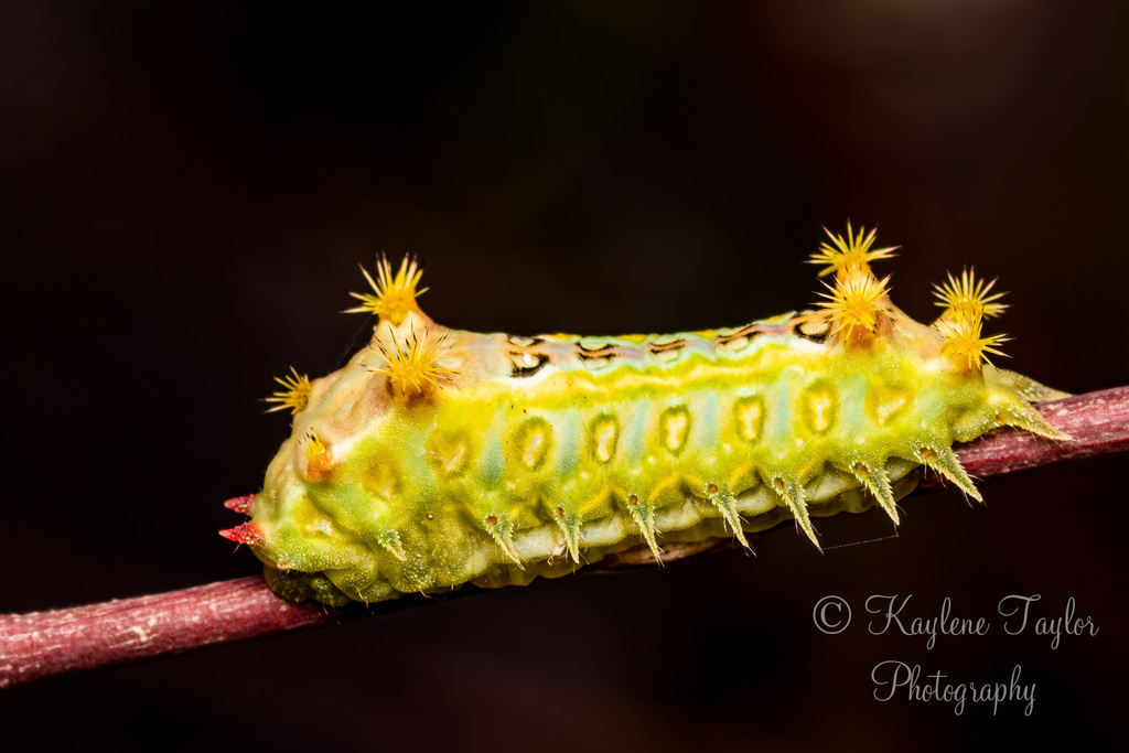 Four-spotted Cup Moth from Perth WA, Australia on October 23, 2023 at ...